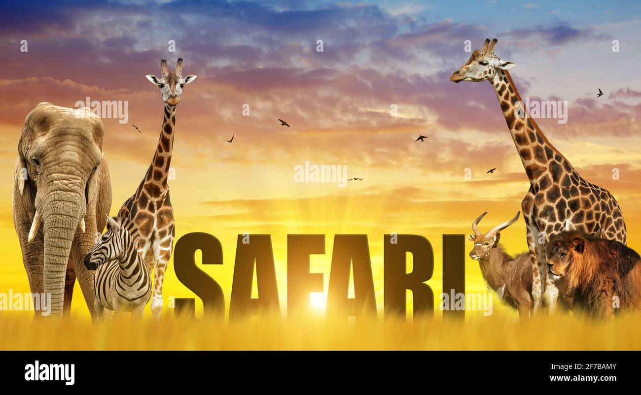 Elephant, giraffes, zebra and lion on the savannah at sunset. African ...