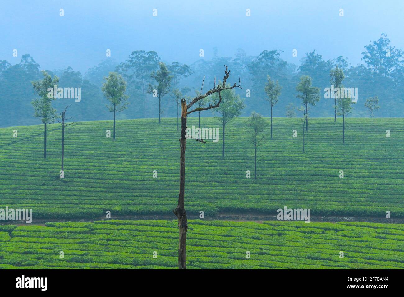 valparai to pollachi road Stock Photo - Alamy