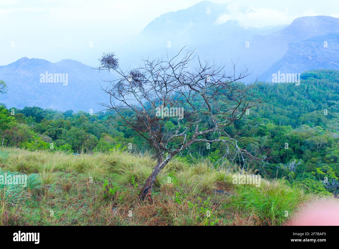 Valparai road hi-res stock photography and images - Alamy