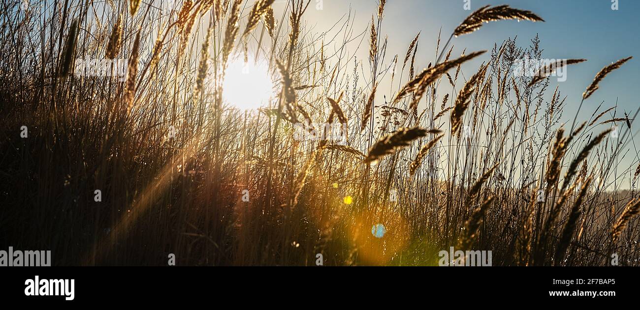 Sun rays with colored highlights through the ears of corn against the ...