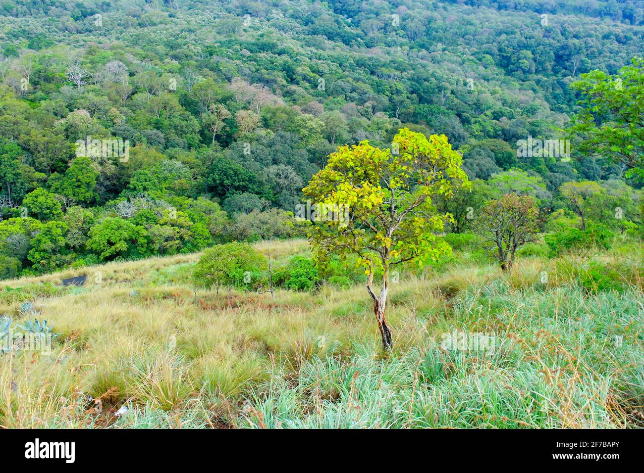 valparai to pollachi road Stock Photo - Alamy