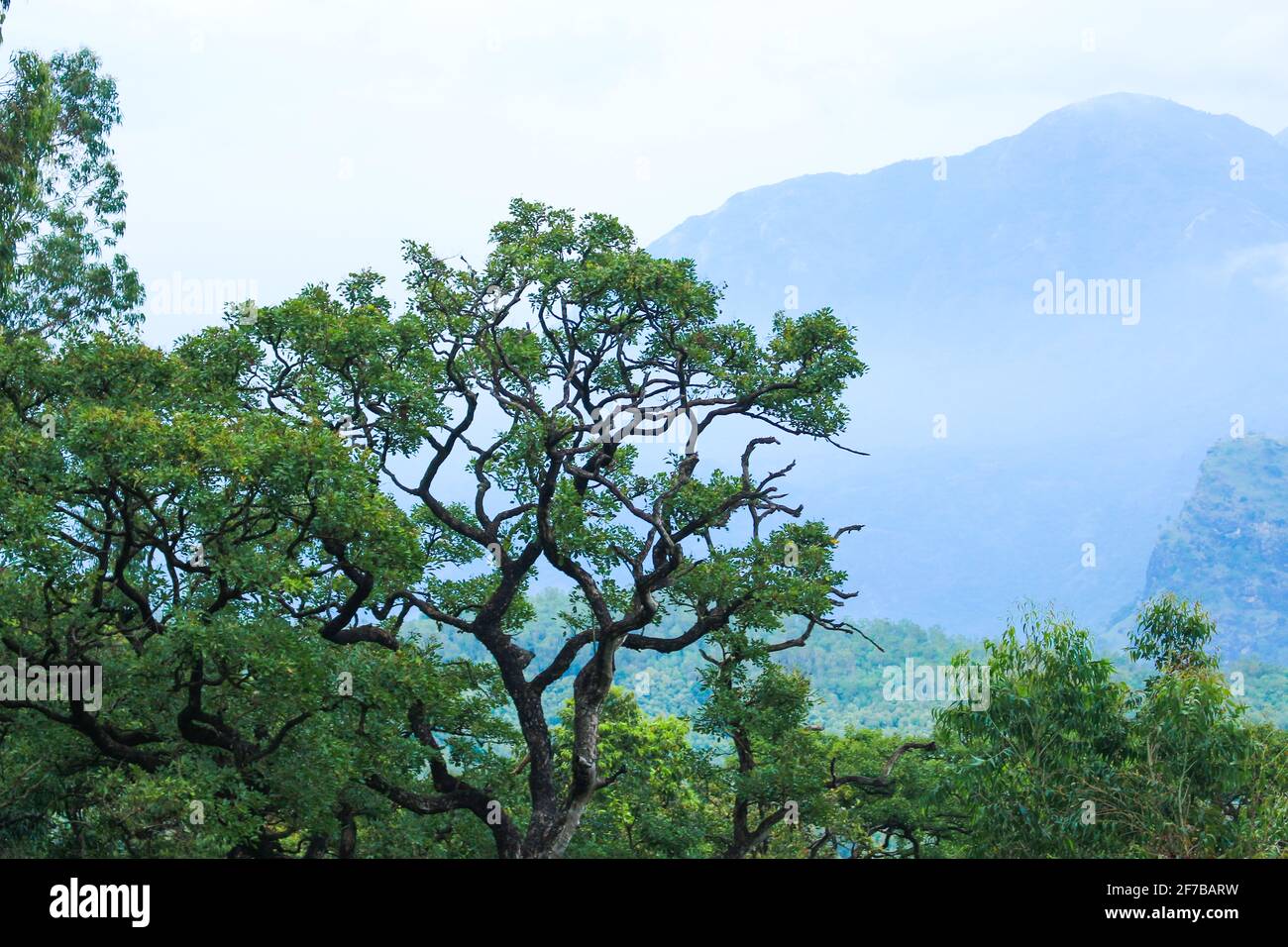 valparai to pollachi road Stock Photo - Alamy