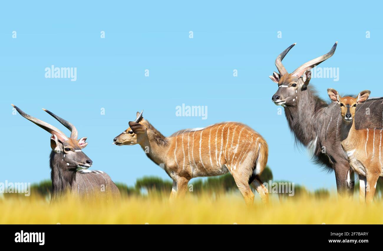 Female nyala herd hi-res stock photography and images - Alamy