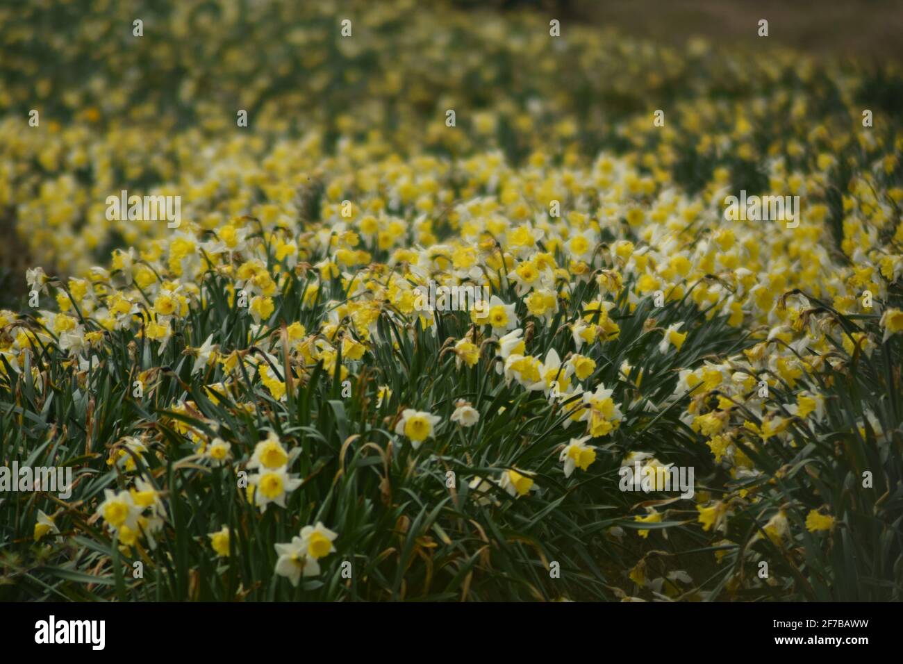 Field of Daffodils Stock Photo - Alamy
