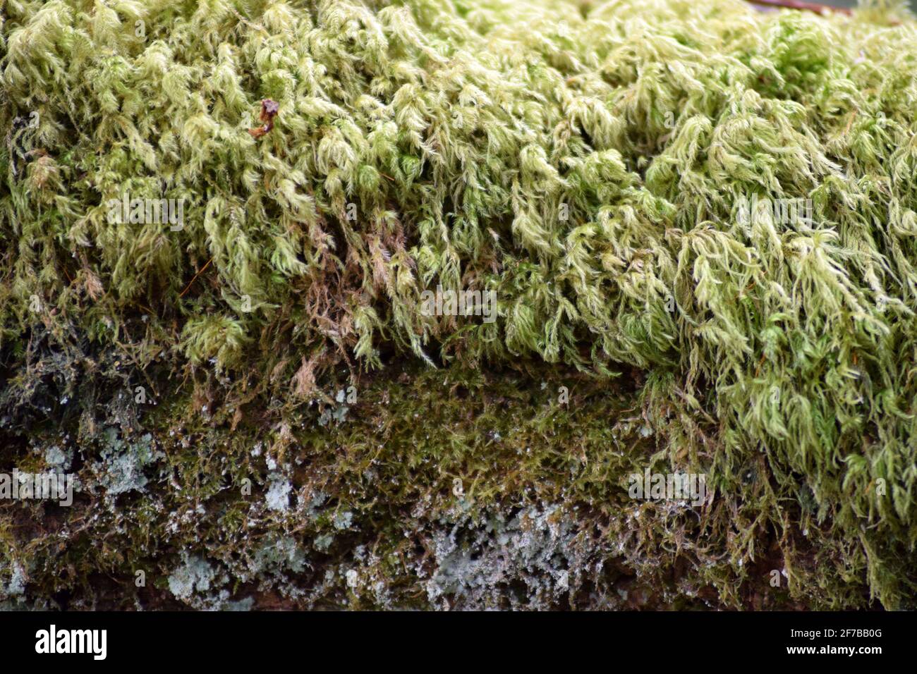 Moss green back hi-res stock photography and images - Alamy