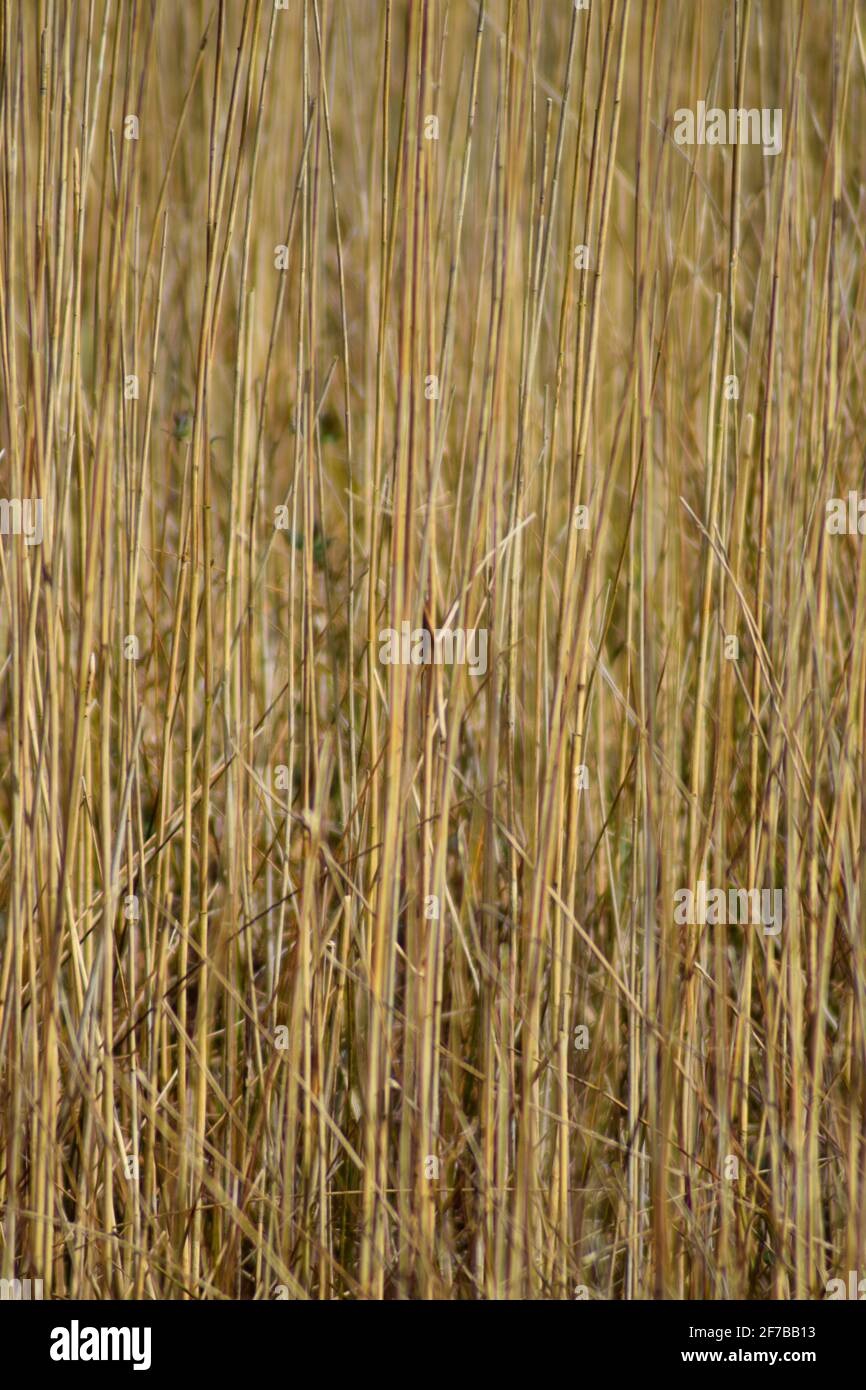 Plant stem texture hi-res stock photography and images - Alamy