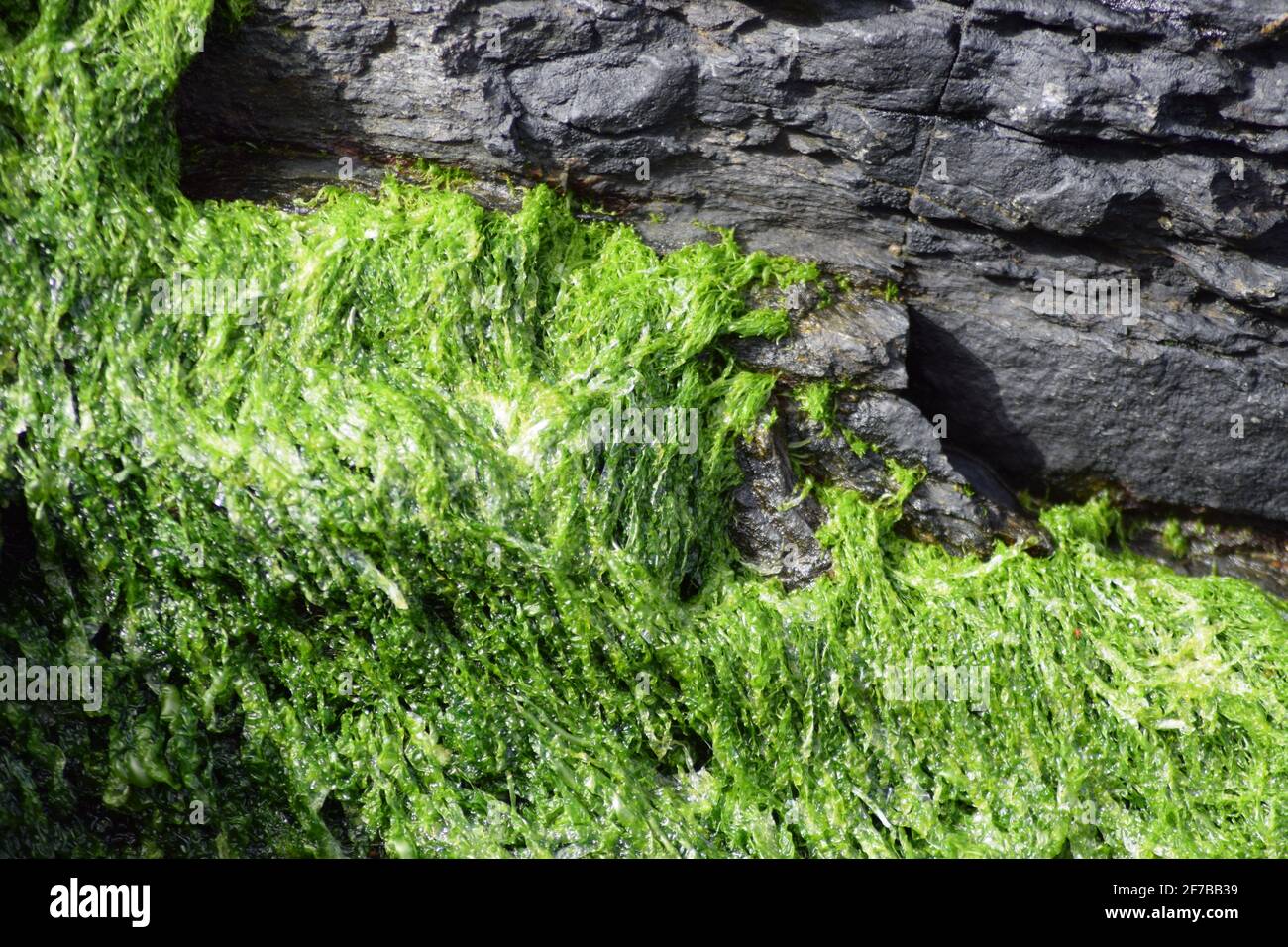 Seaweed & Rock Stock Photo - Alamy