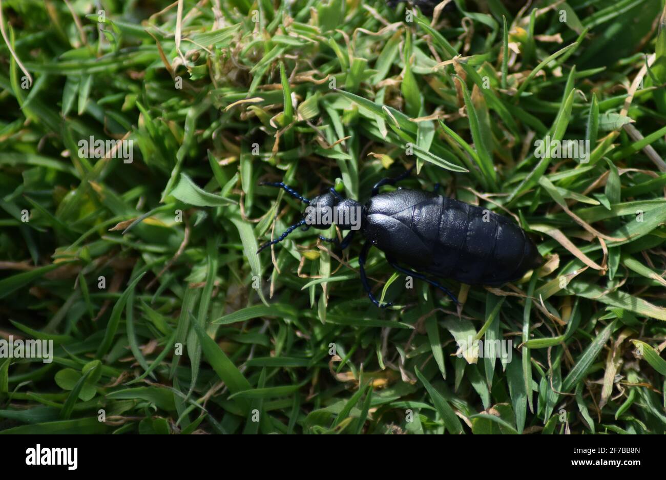 Oil Beetle top view Stock Photo - Alamy