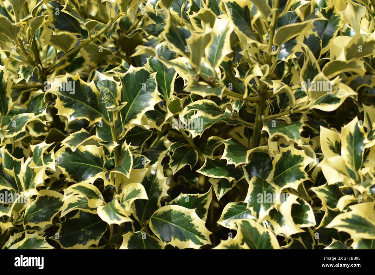 Backdrop of variegated holly hi-res stock photography and images - Alamy