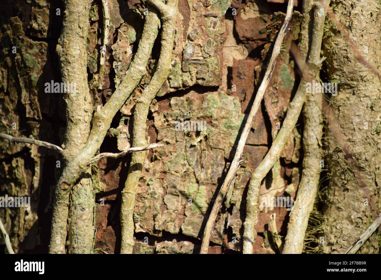 Vines like veins hi-res stock photography and images - Alamy