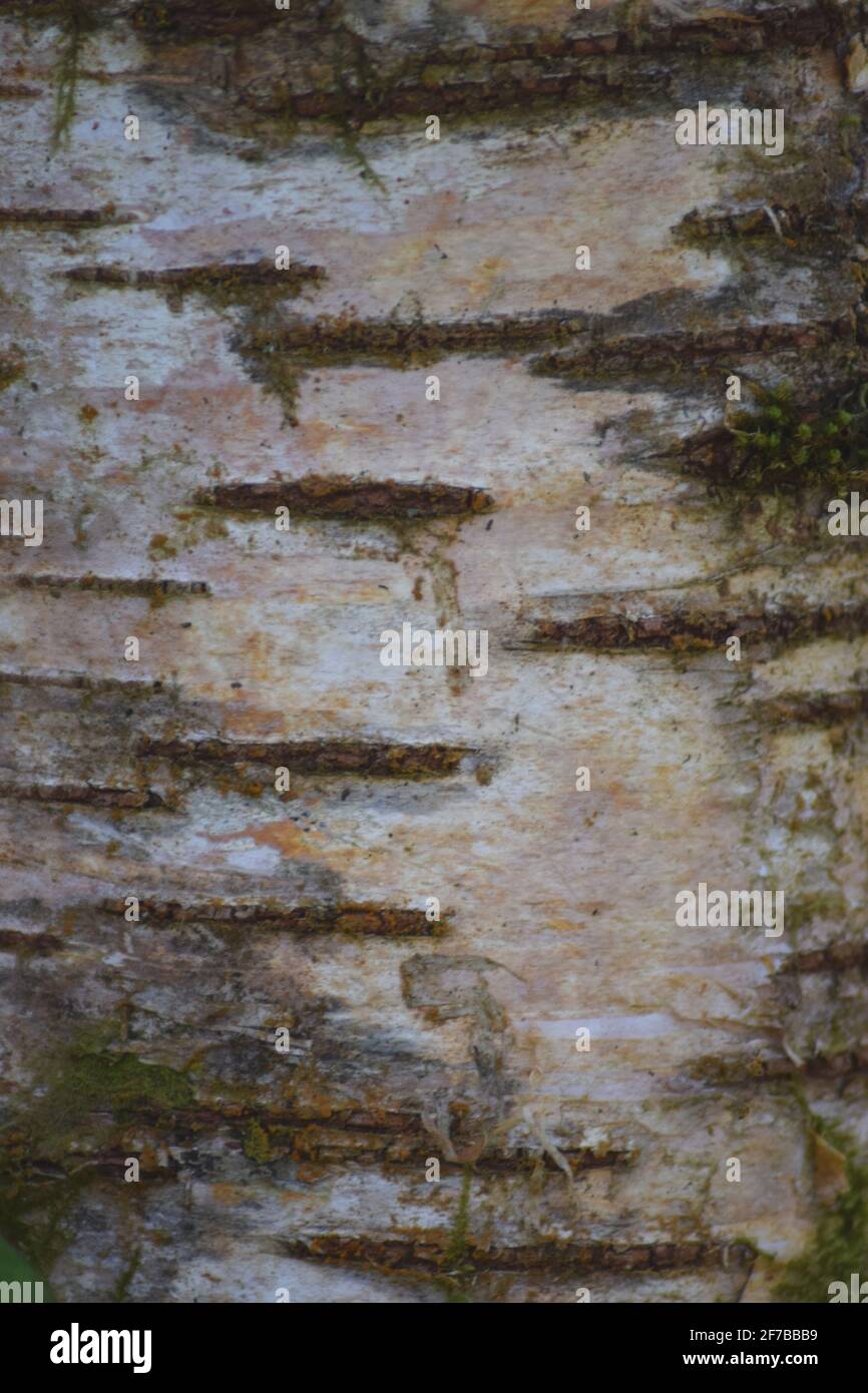 Smooth tree bark hi-res stock photography and images - Alamy