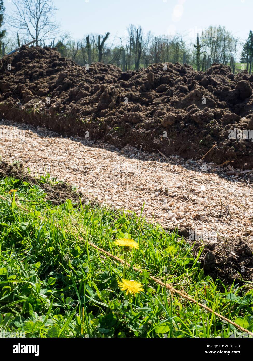 Vertical - Permaculture trench with shredded wood on top and green ...