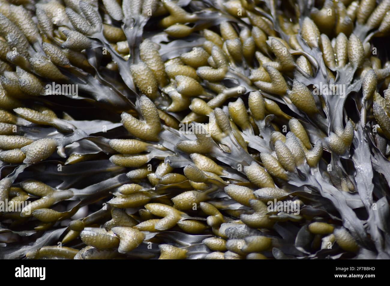 Flat Wrack Seaweed #3 Stock Photo - Alamy