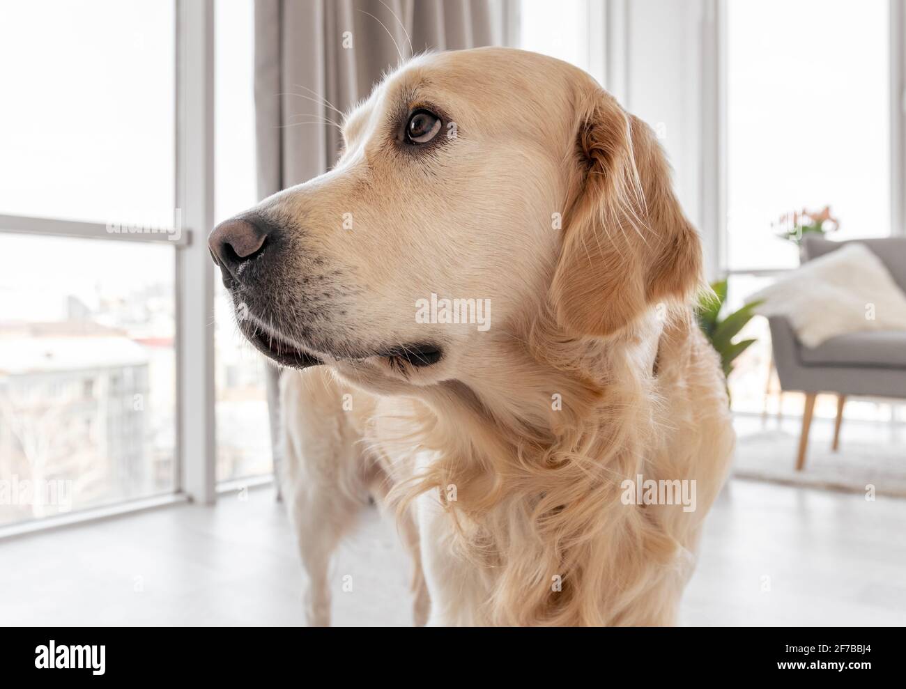 Golden retriever dog portrait at home interior. Doggy looking back ...