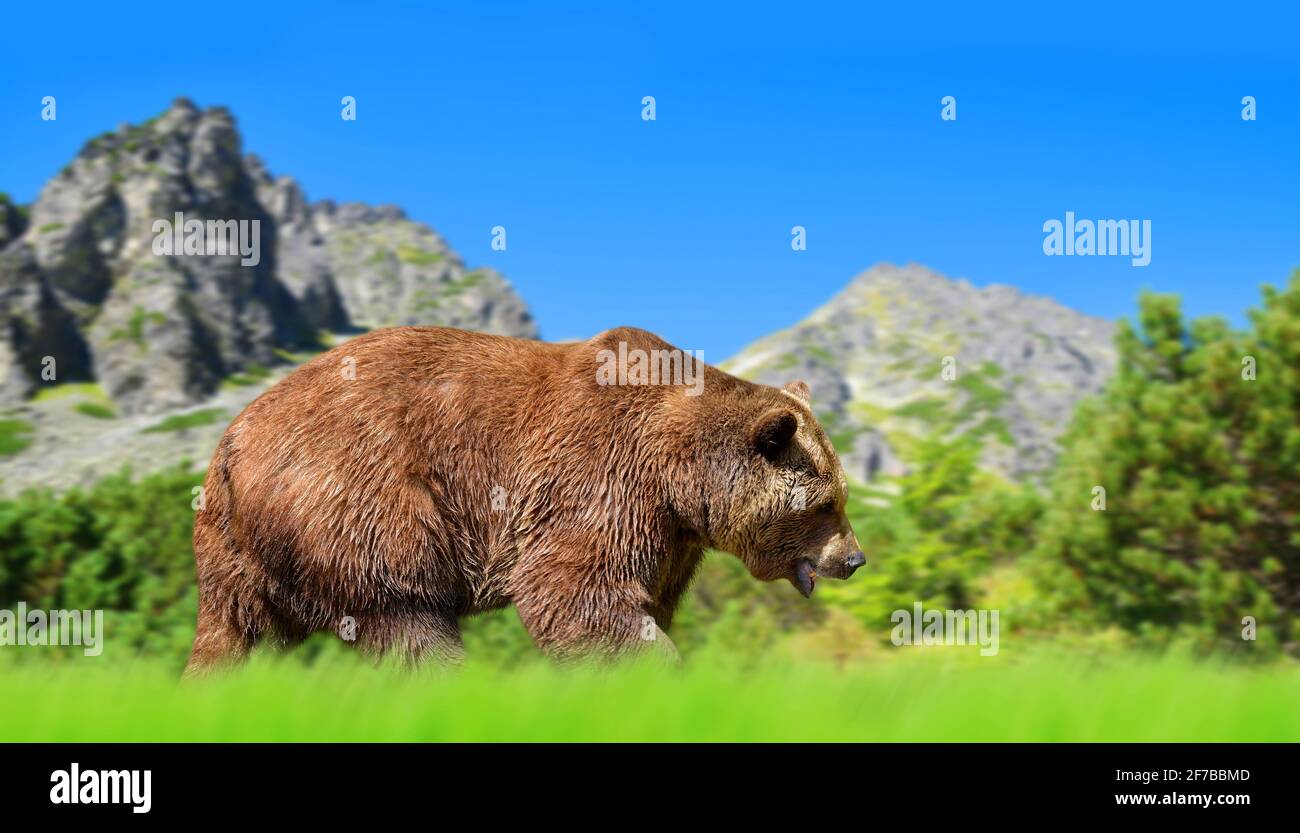 High tatras bear hi-res stock photography and images - Alamy