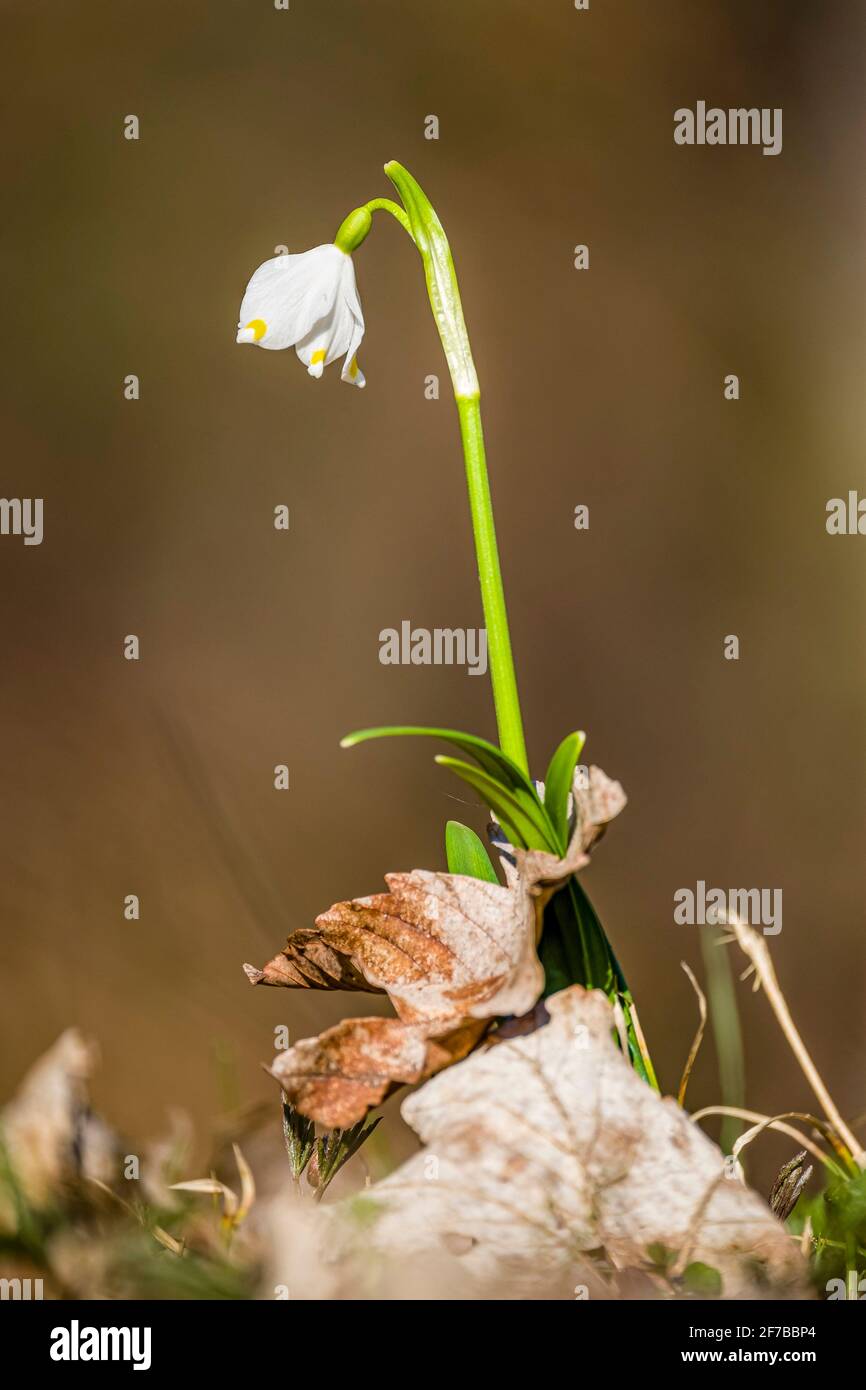 Single snowflake hi-res stock photography and images - Alamy