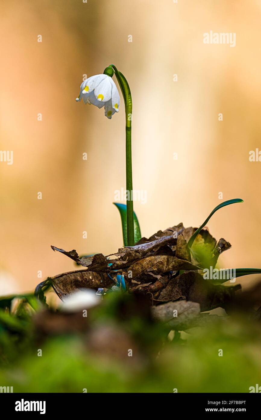 Single snowflake hi-res stock photography and images - Alamy