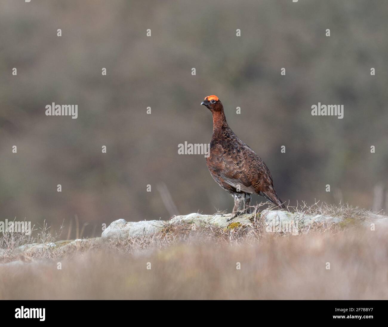 Red Grouse - Logopus lagopus Scotica Stock Photo - Alamy