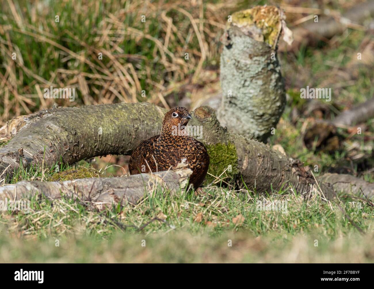Red Grouse on moorland Stock Photo - Alamy