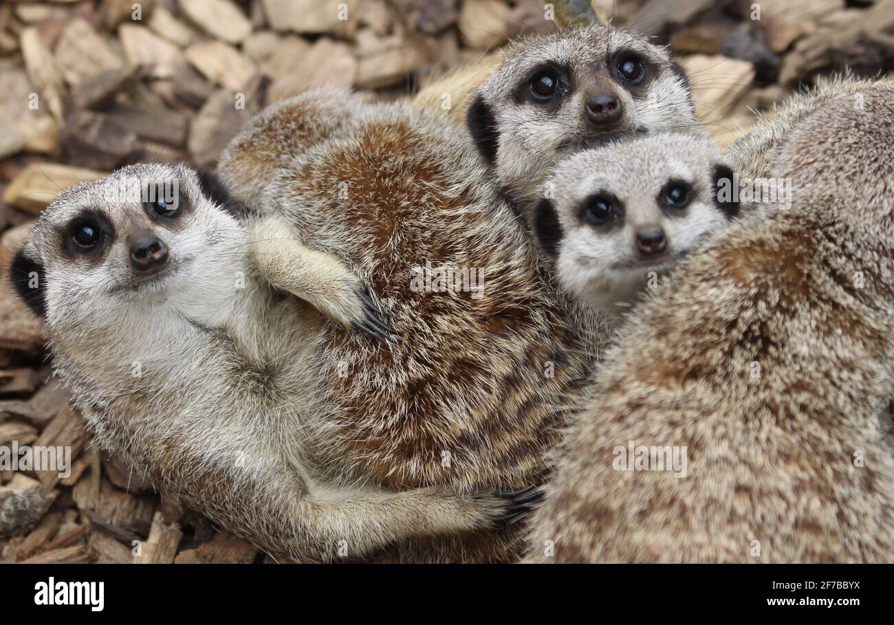 Back hugs hi-res stock photography and images - Alamy