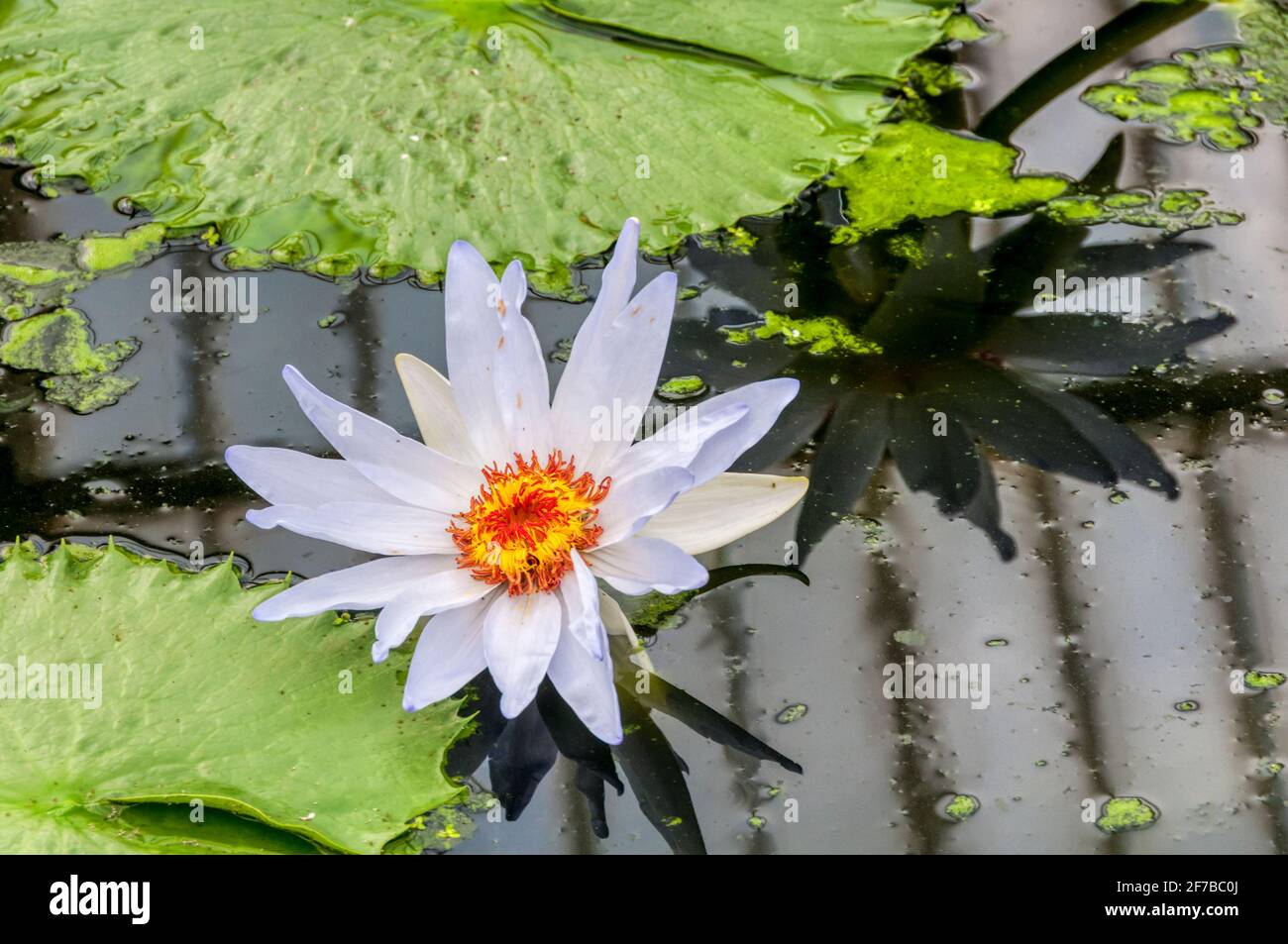 Nymphaea 'Kew's Kabuki' water lily, in flower Stock Photo - Alamy