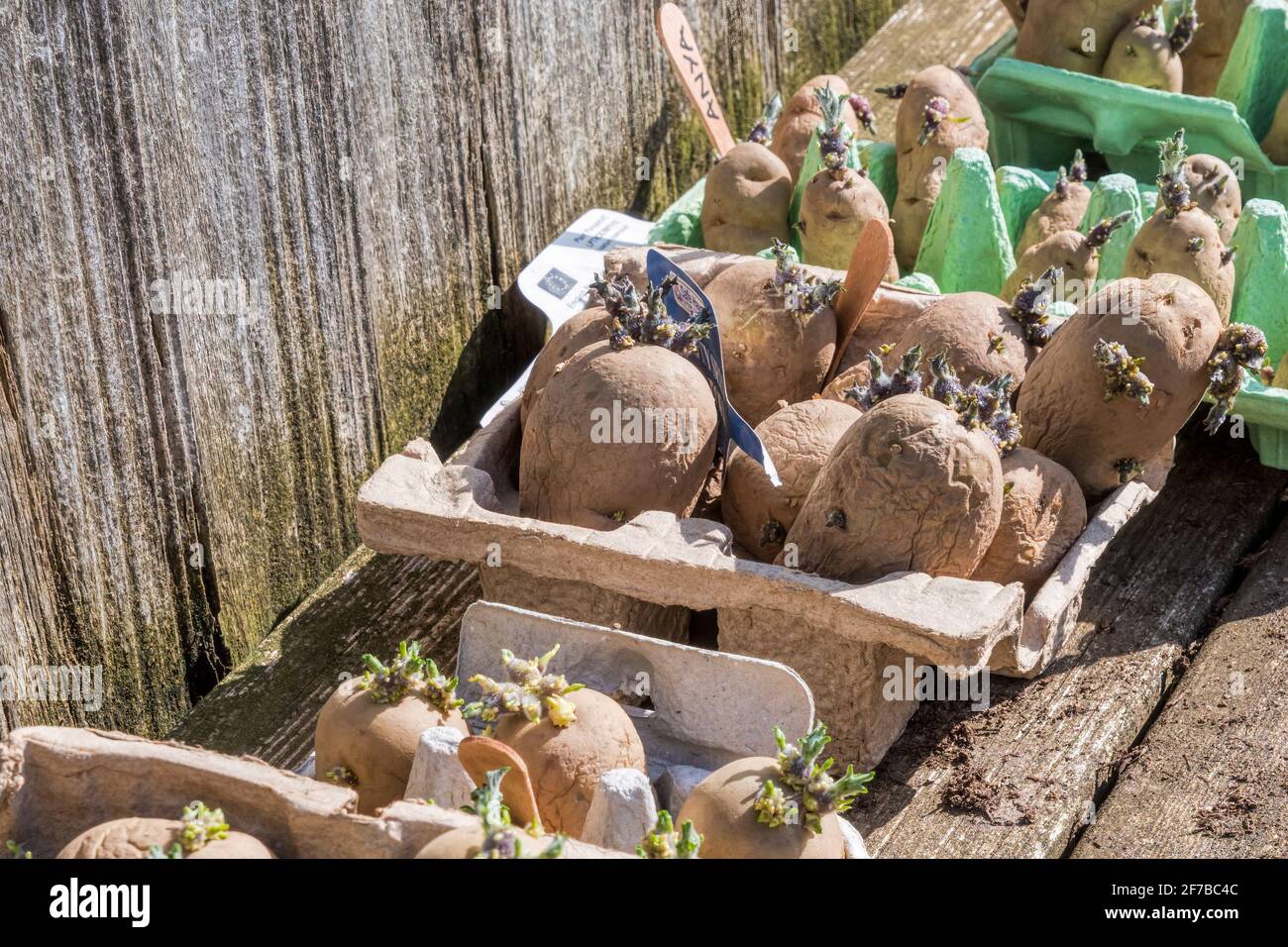 Chitted potatoes in egg boxes on a potting bench, waiting to be planted ...