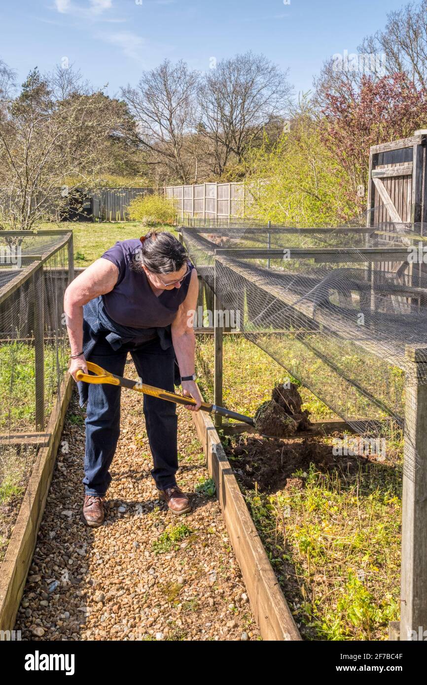 Woman digging over a netted raised bed in a Norfolk garden ready for ...