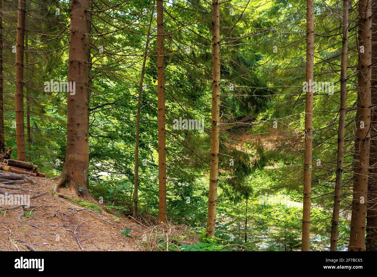 coniferous forest in summer. path among the trees. beautiful nature ...