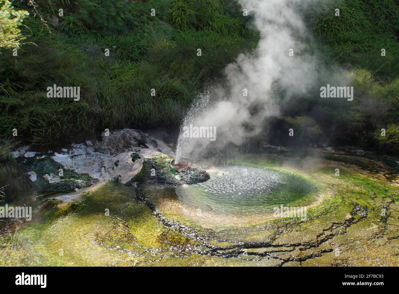 New Zealand, Northern Island Stock Photo - Alamy