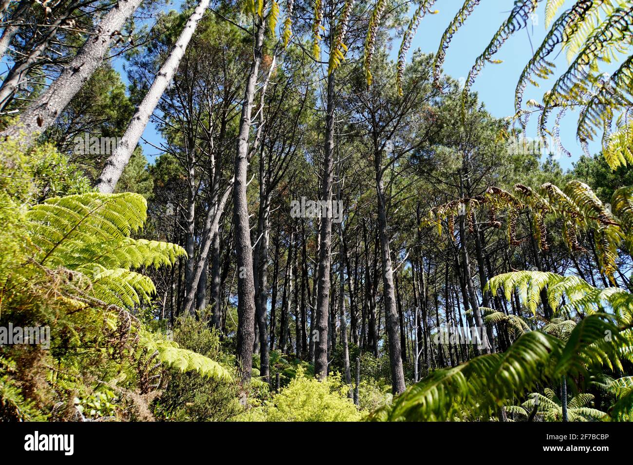 New Zealand, Northern Island Stock Photo - Alamy
