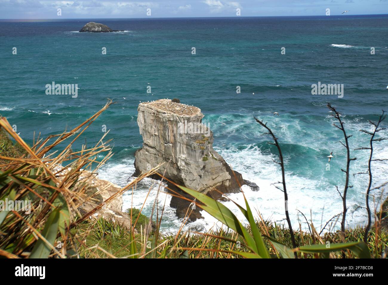 New Zealand, Northern Island Stock Photo - Alamy