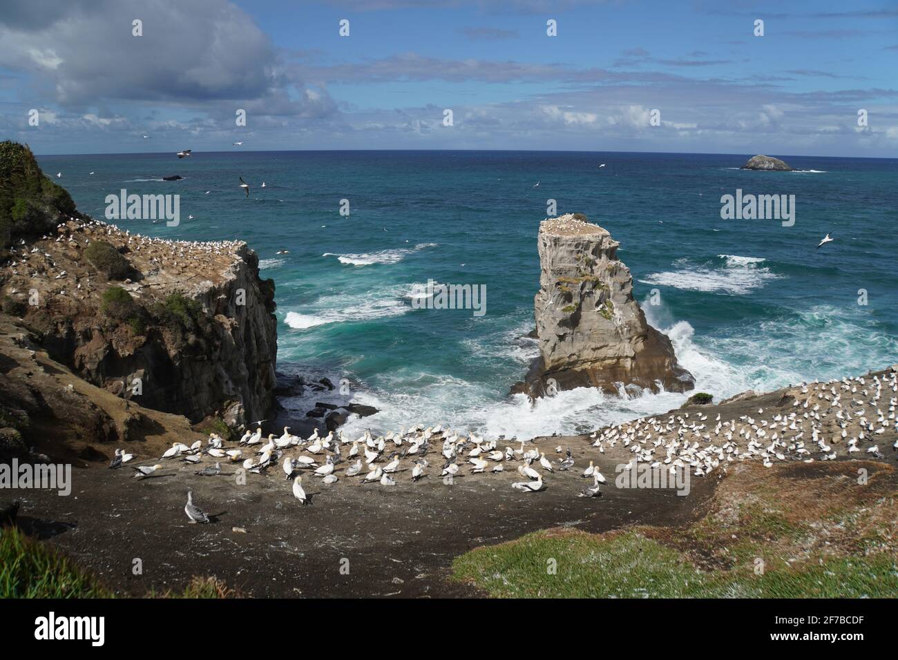 New Zealand, Northern Island Stock Photo - Alamy