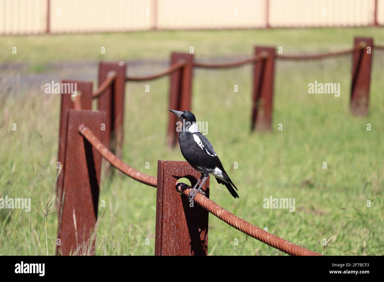 The Australian magpie (Gymnorhina tibicen) is a medium-sized black and ...