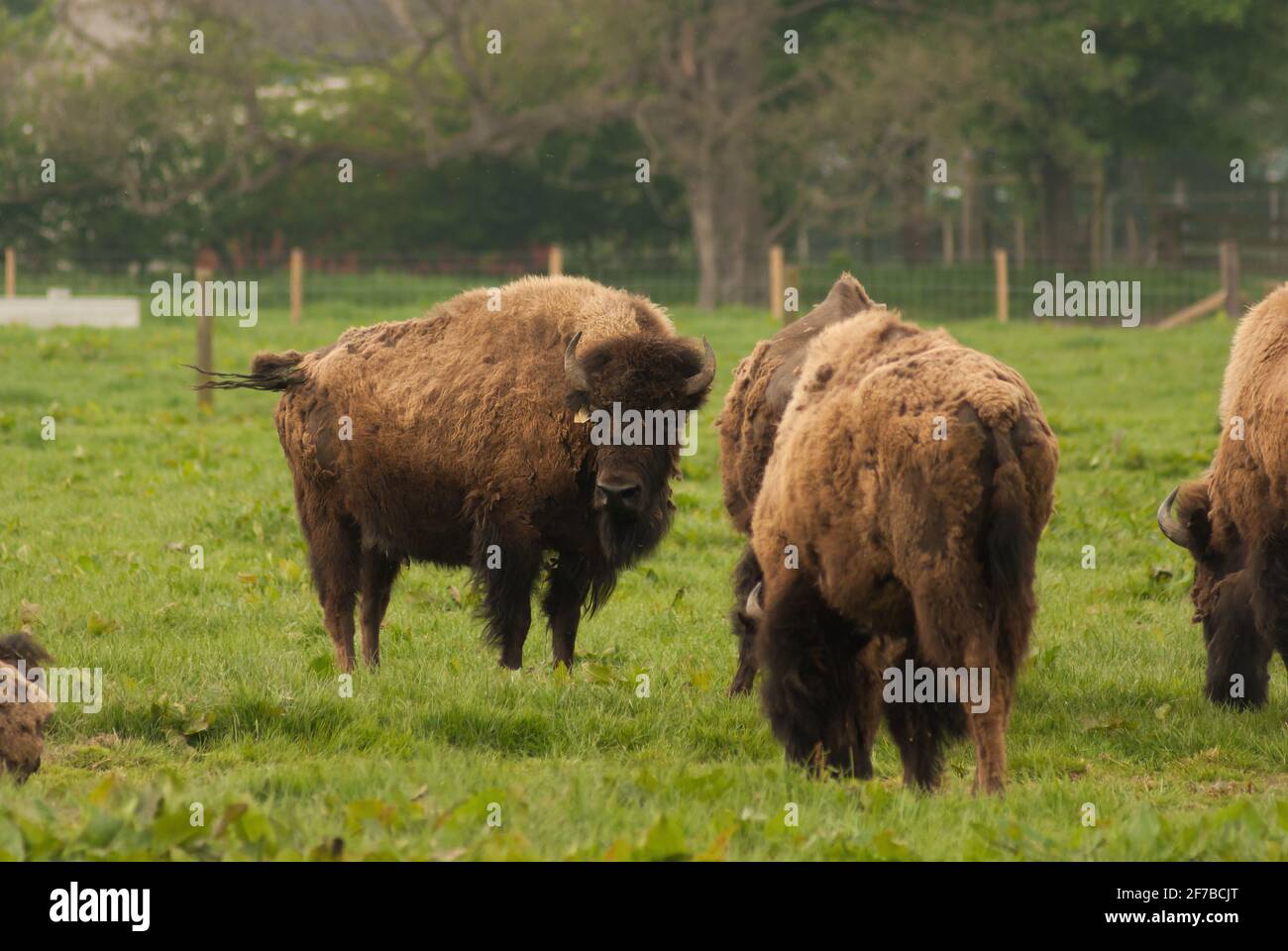 North American bison at the Rhug Estate in Corwen North Wales the ...