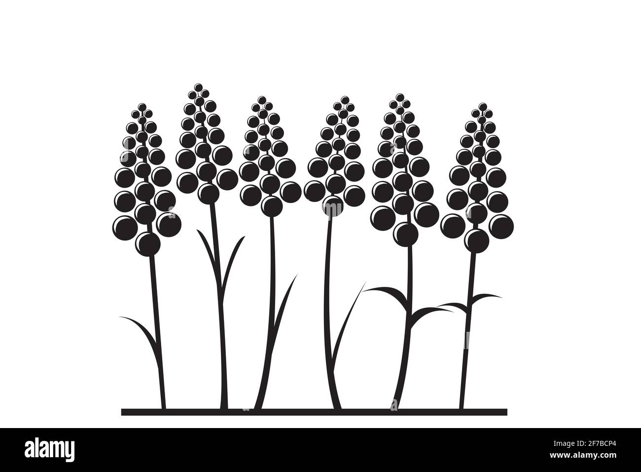 Row of lavender Cut Out Stock Images & Pictures - Alamy