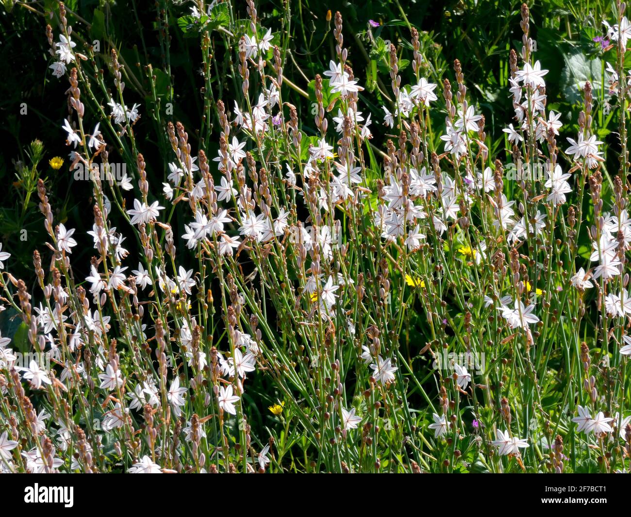 Spring wildflowers in the Mediterranean region of Catalonia, Barcelona ...