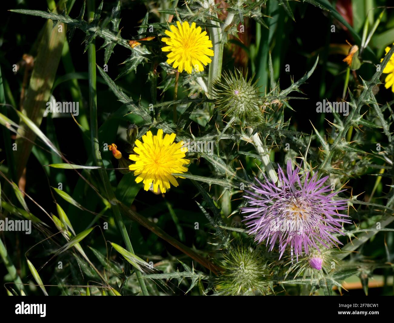 Spring wildflowers in the Mediterranean region of Catalonia, Barcelona ...