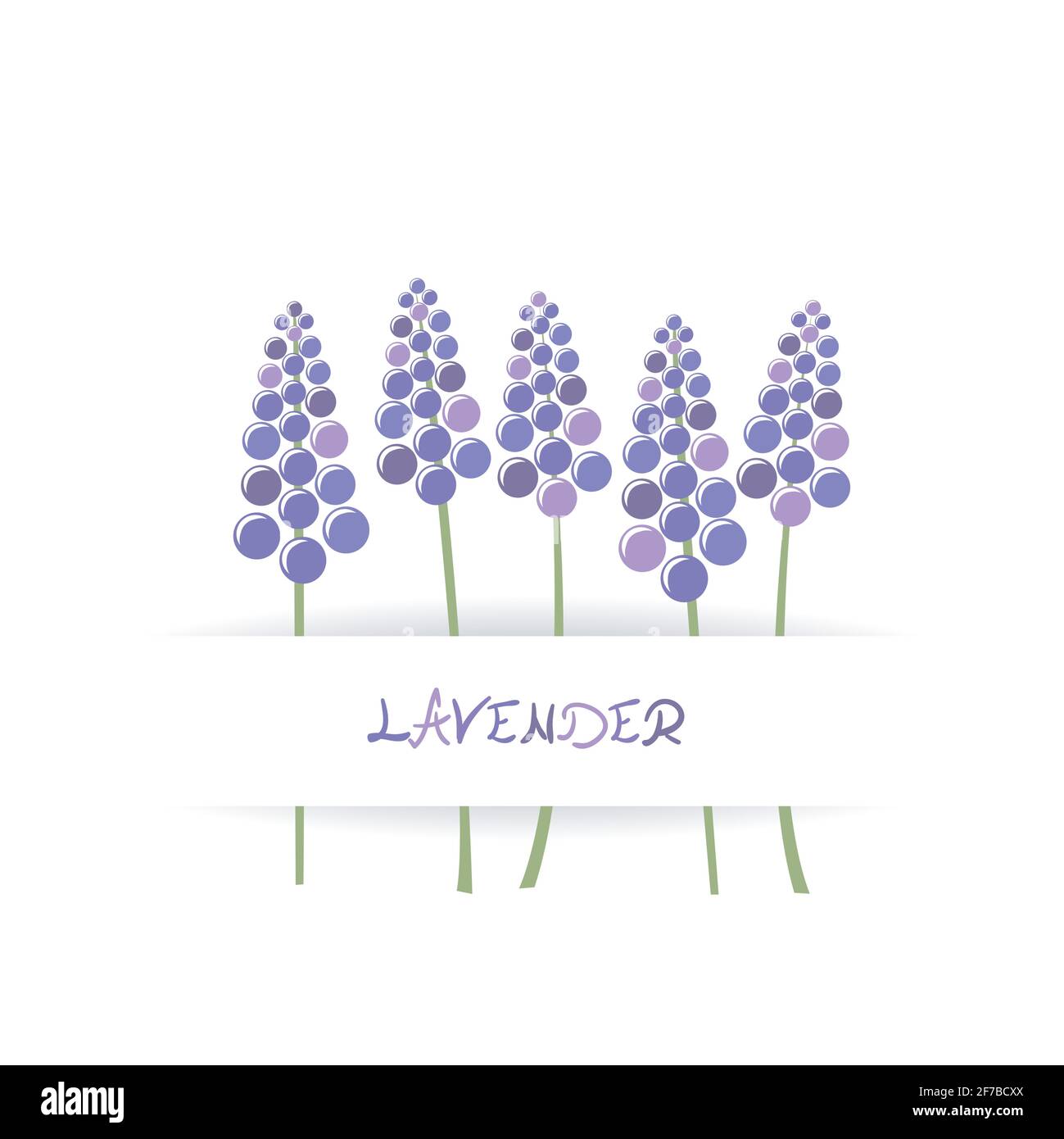 Beautiful lavender flowers Stock Vector Images - Alamy