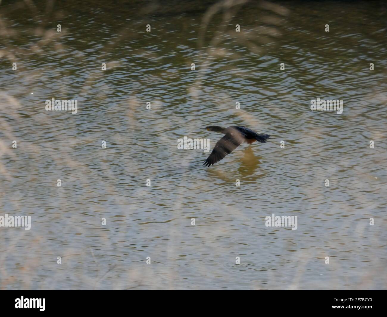 Bird in motion hi-res stock photography and images - Alamy
