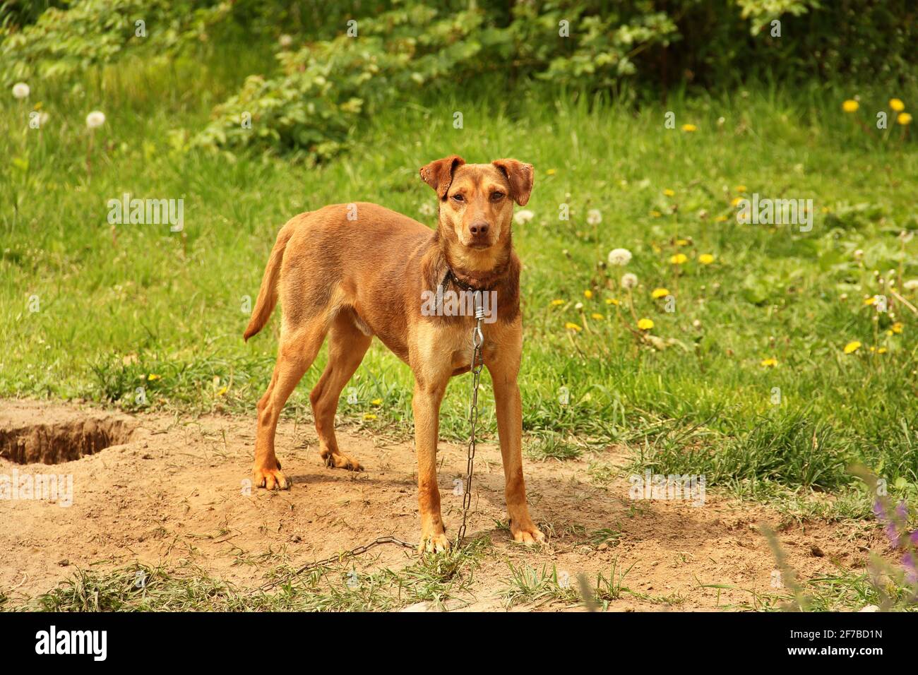 Beautiful brown dog hi-res stock photography and images - Alamy
