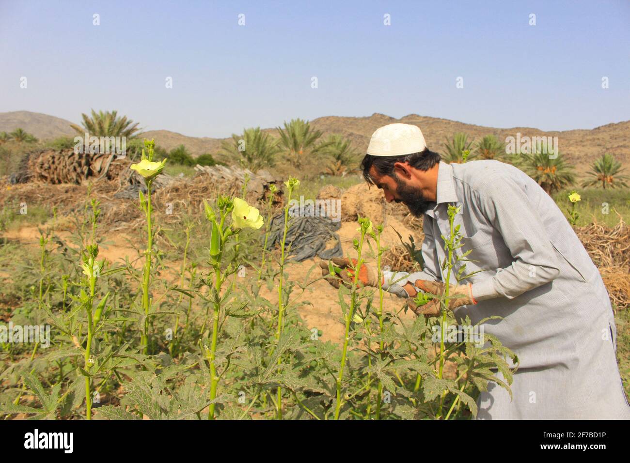 natural valley rural life in saudi arabia Stock Photo - Alamy