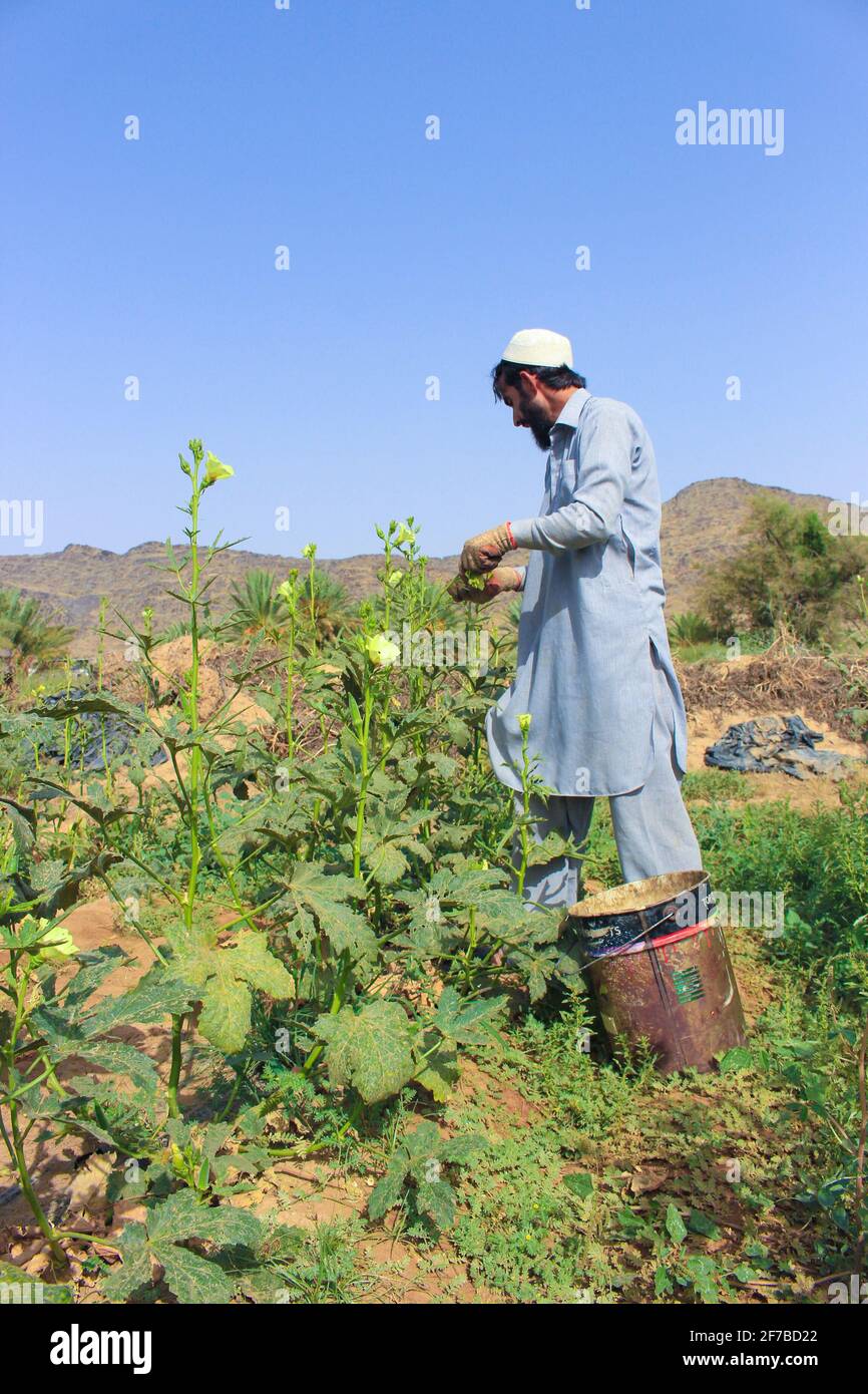 natural valley rural life in saudi arabia Stock Photo - Alamy