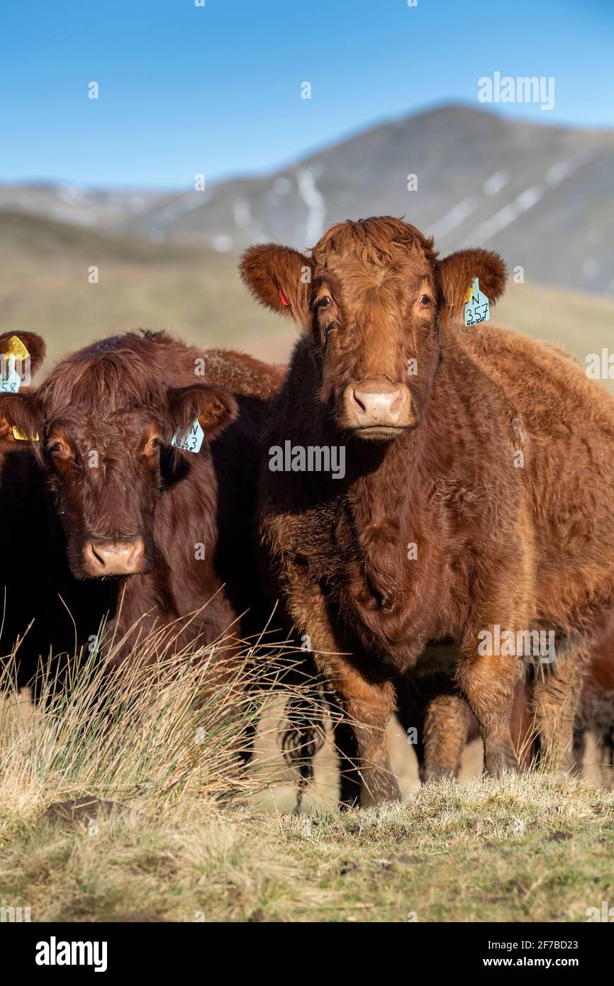Wintering Cattle High Resolution Stock Photography and Images - Alamy