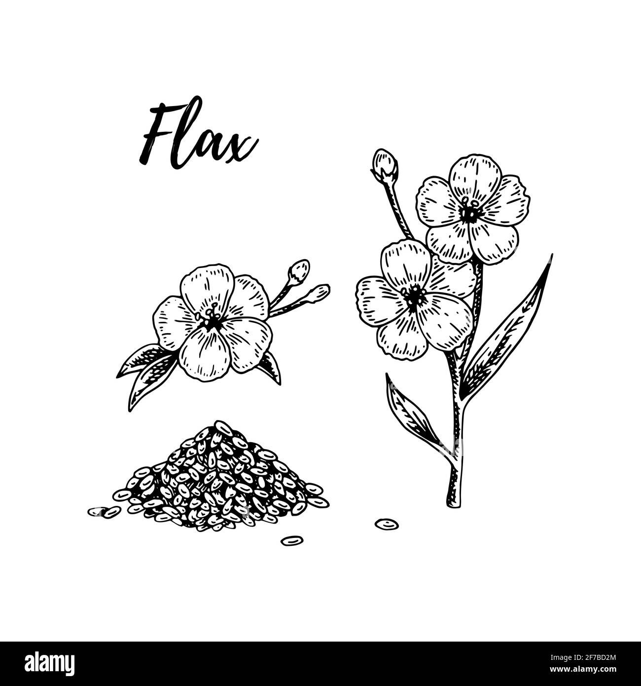 Set of hand drawn flax flowers, branches and seeds. Vector illustration ...