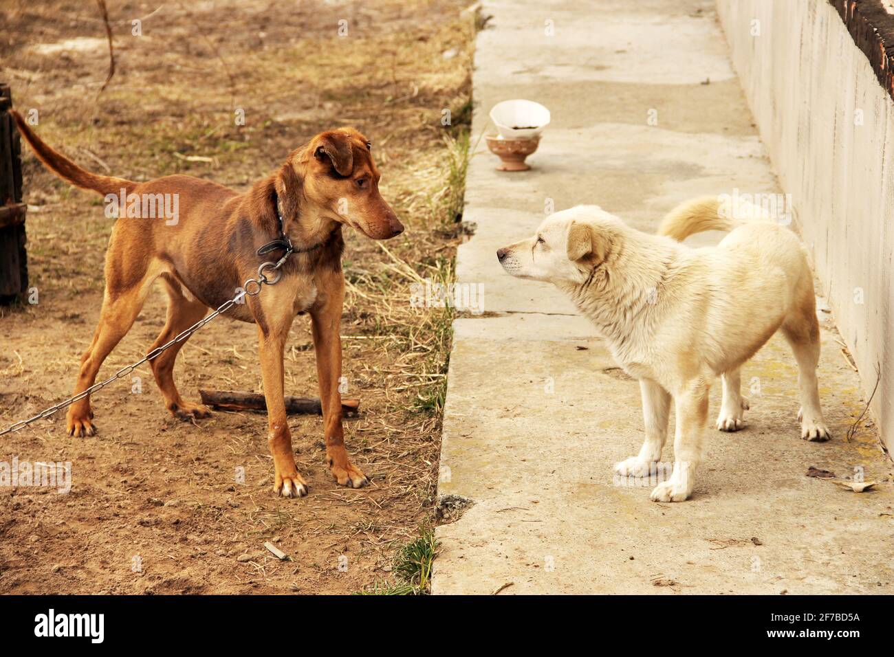 Two dogs on the street Stock Photo - Alamy