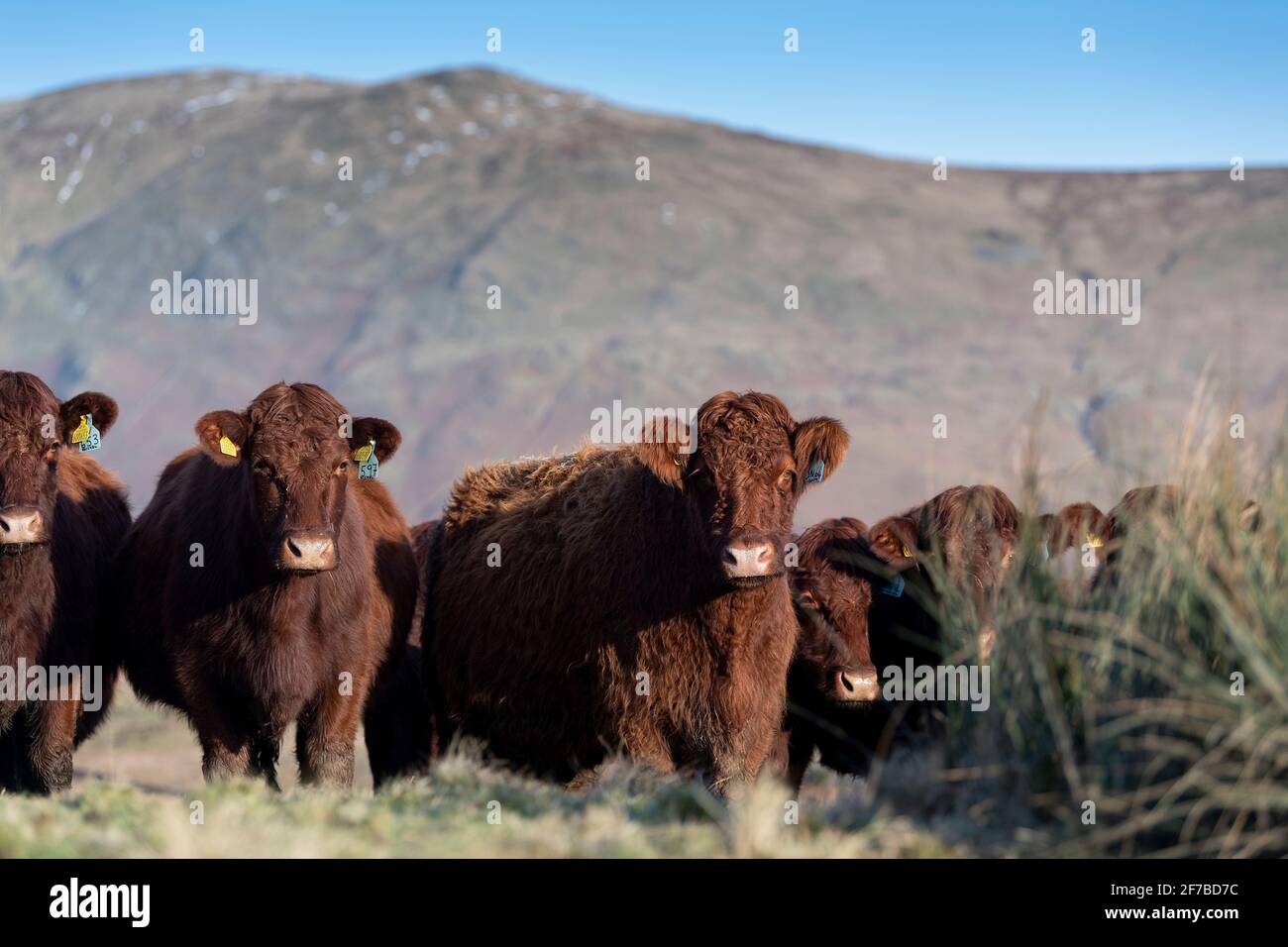 Wintering Cattle High Resolution Stock Photography and Images - Alamy