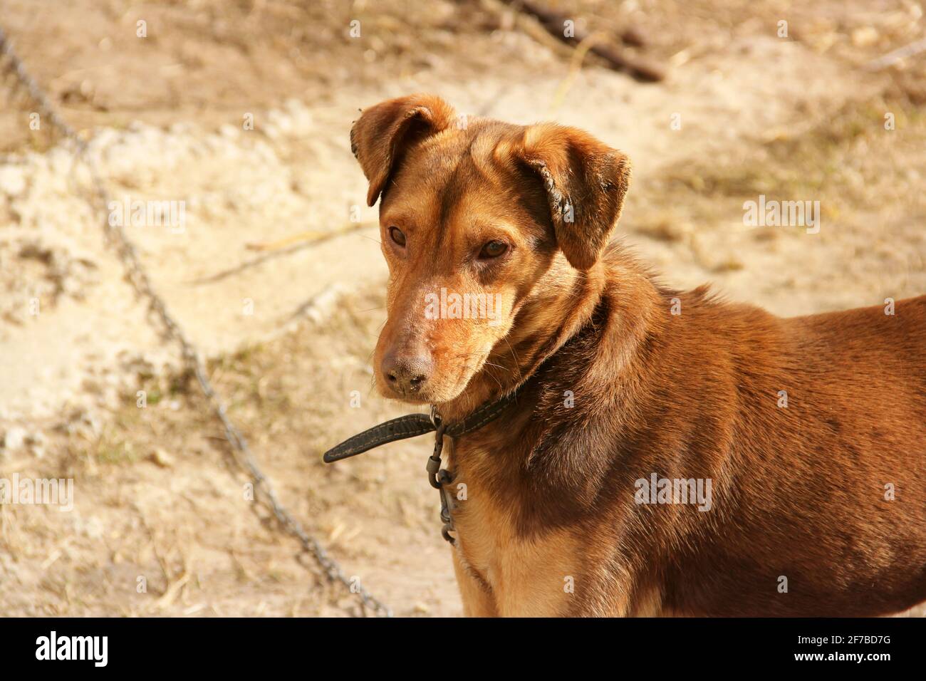 Brown dog on the street Stock Photo - Alamy