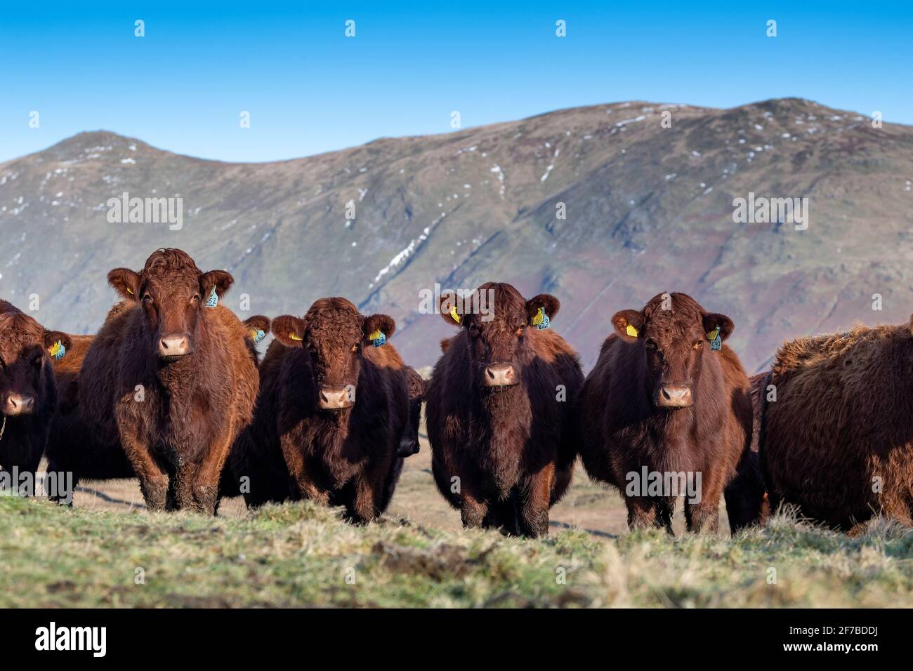 Wintering Cattle High Resolution Stock Photography and Images - Alamy