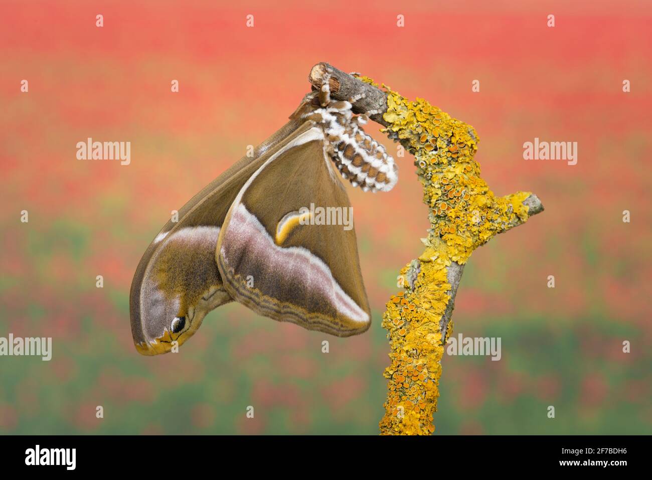 Eri Silkmoth, Samia Ricini, Open Wings Stock Photo - Alamy