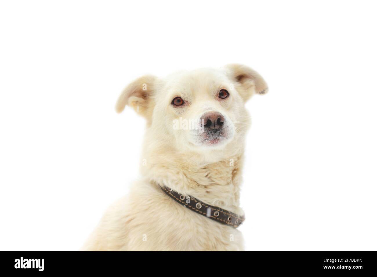 Dog on white background Stock Photo - Alamy